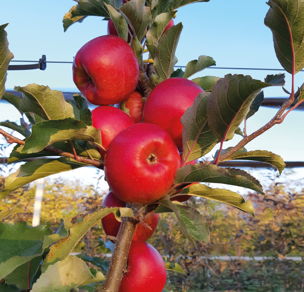 Consumatore - Samboa