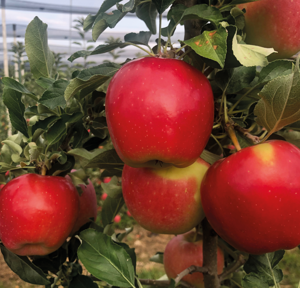 Consumatore - Samboa